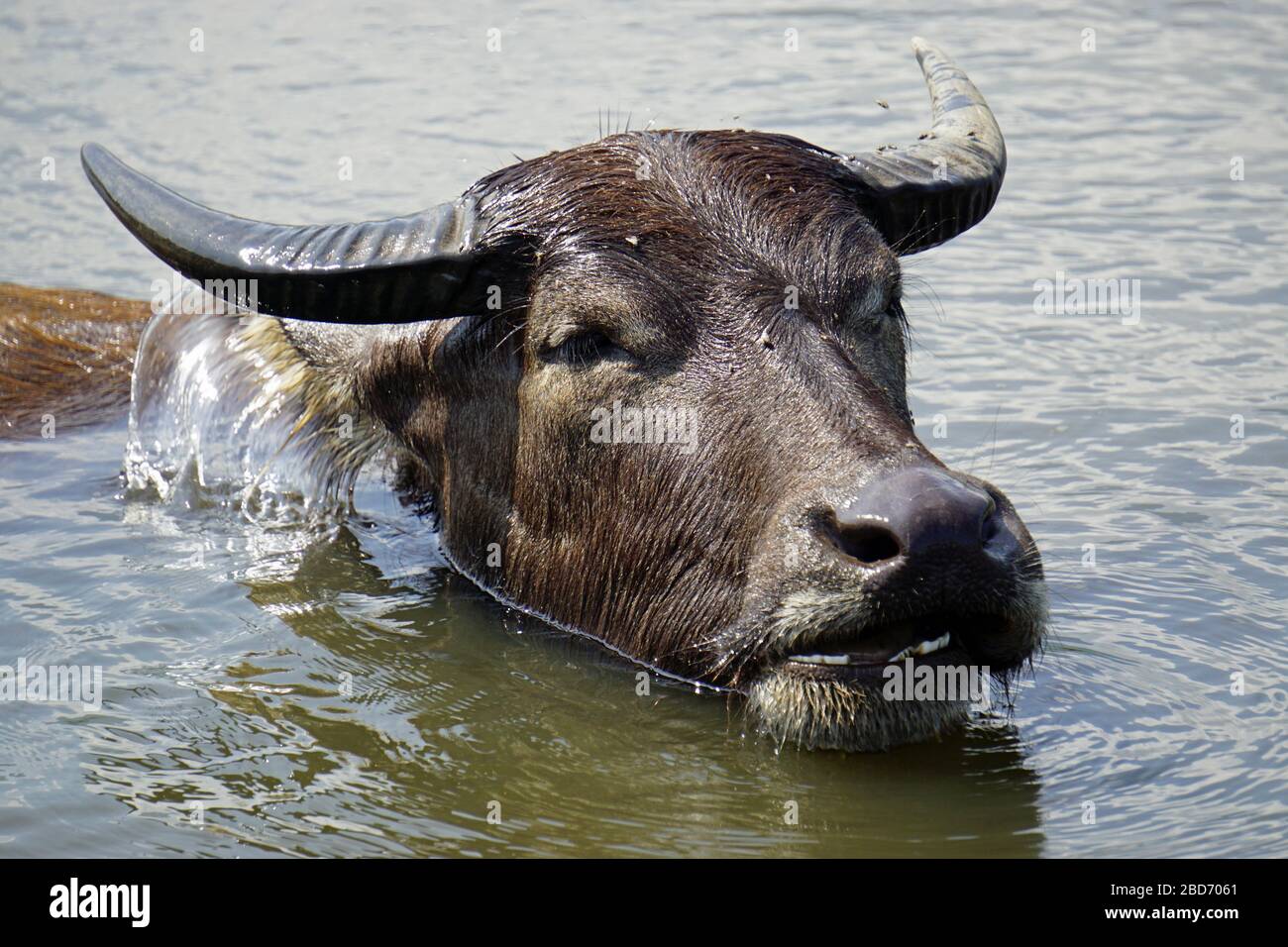 huge old water buffalo in a muddy puddle Stock Photo - Alamy