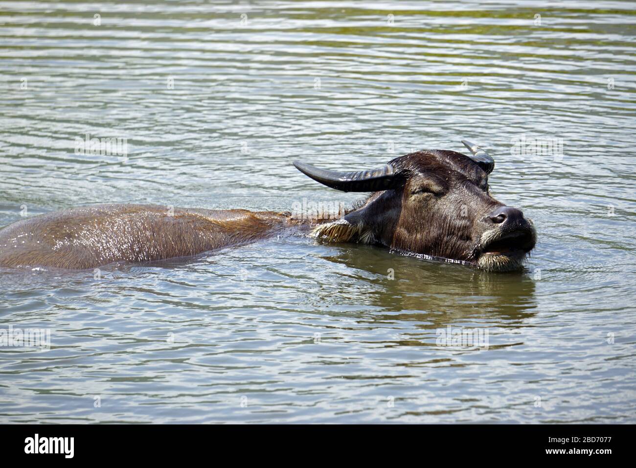 huge old water buffalo in a muddy puddle Stock Photo - Alamy