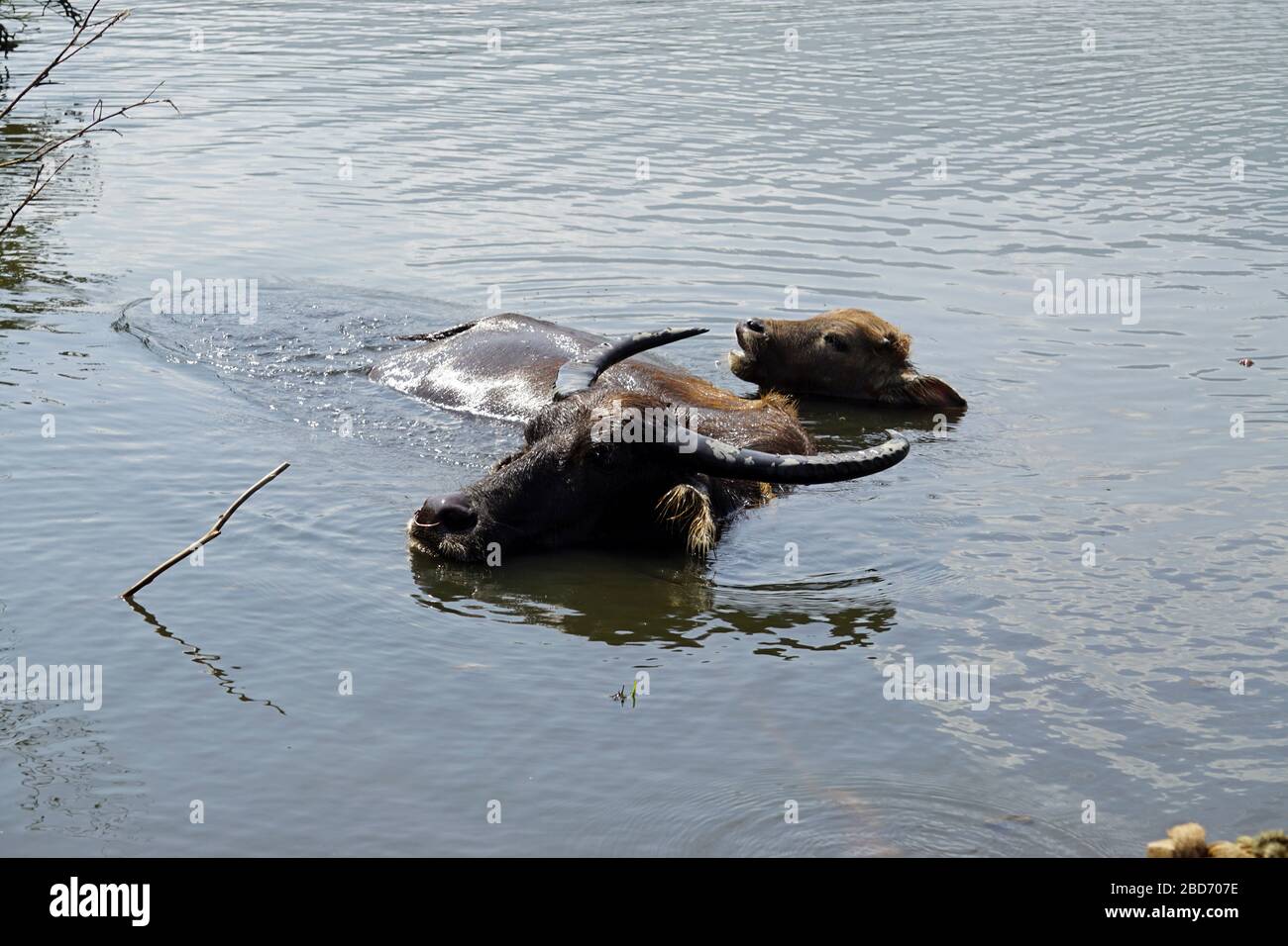 huge old water buffalo in a muddy puddle Stock Photo - Alamy