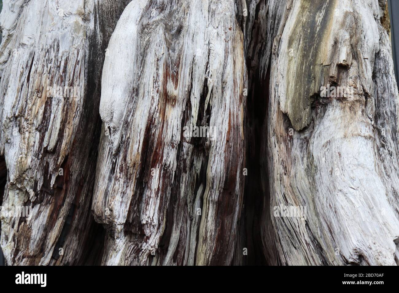 Treetrunk texture hi-res stock photography and images - Alamy