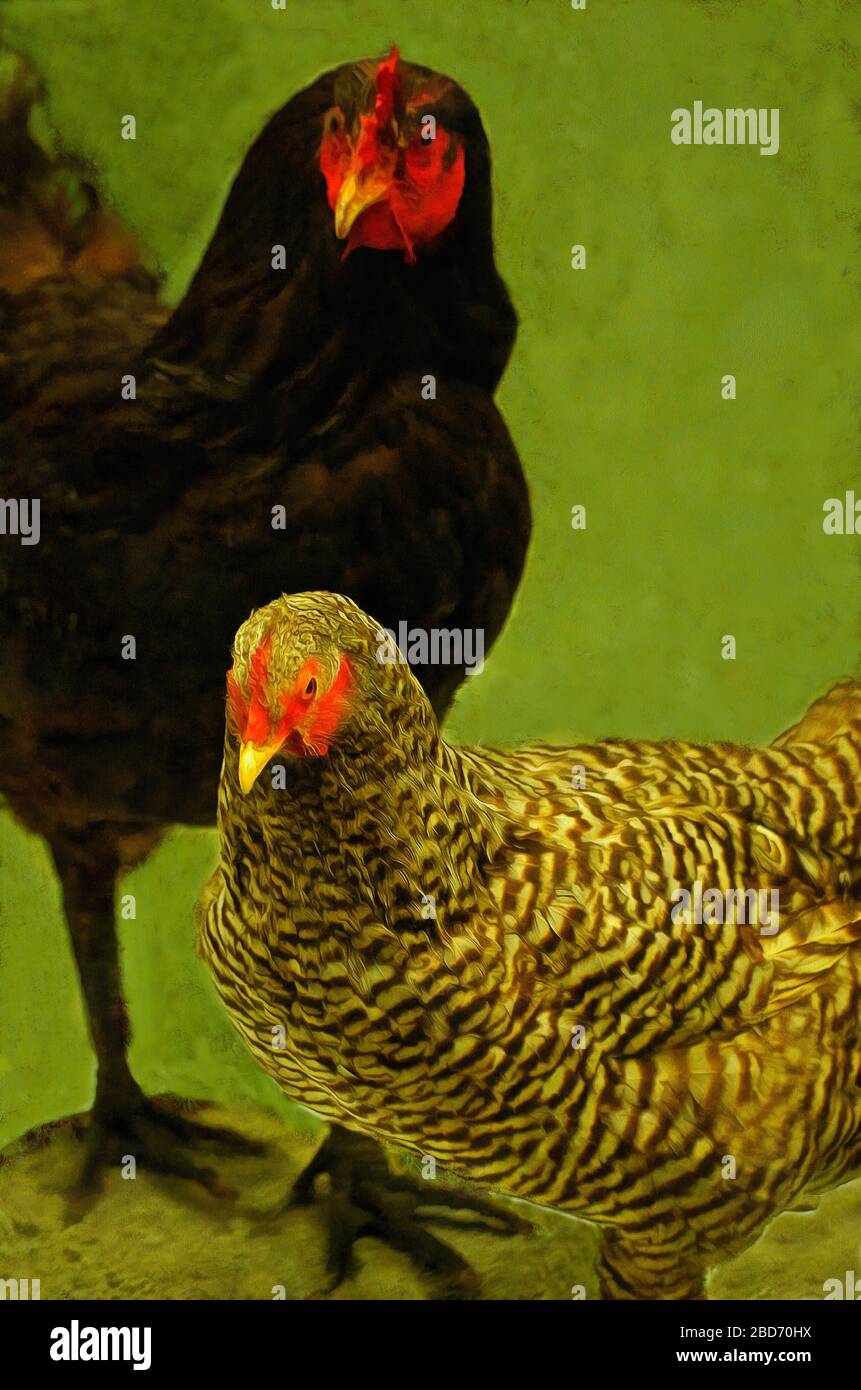Watercolor painting chickens hi-res stock photography and images - Alamy