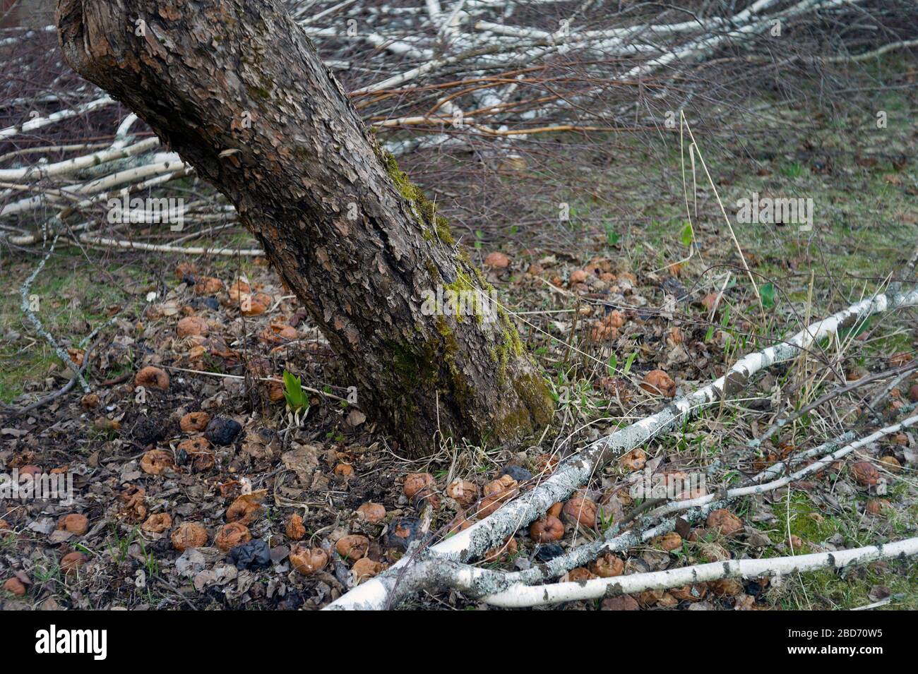 Cutting unwanted trees in a garden, outdoor shot Stock Photo - Alamy