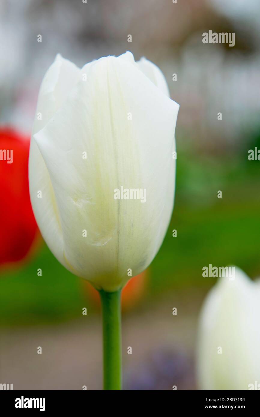 Spring tulip garden hi-res stock photography and images - Alamy