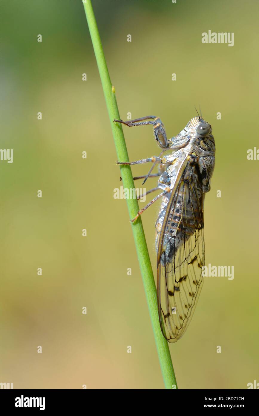 Closeup of Cicada orni on grass seen from profile in the south of ...