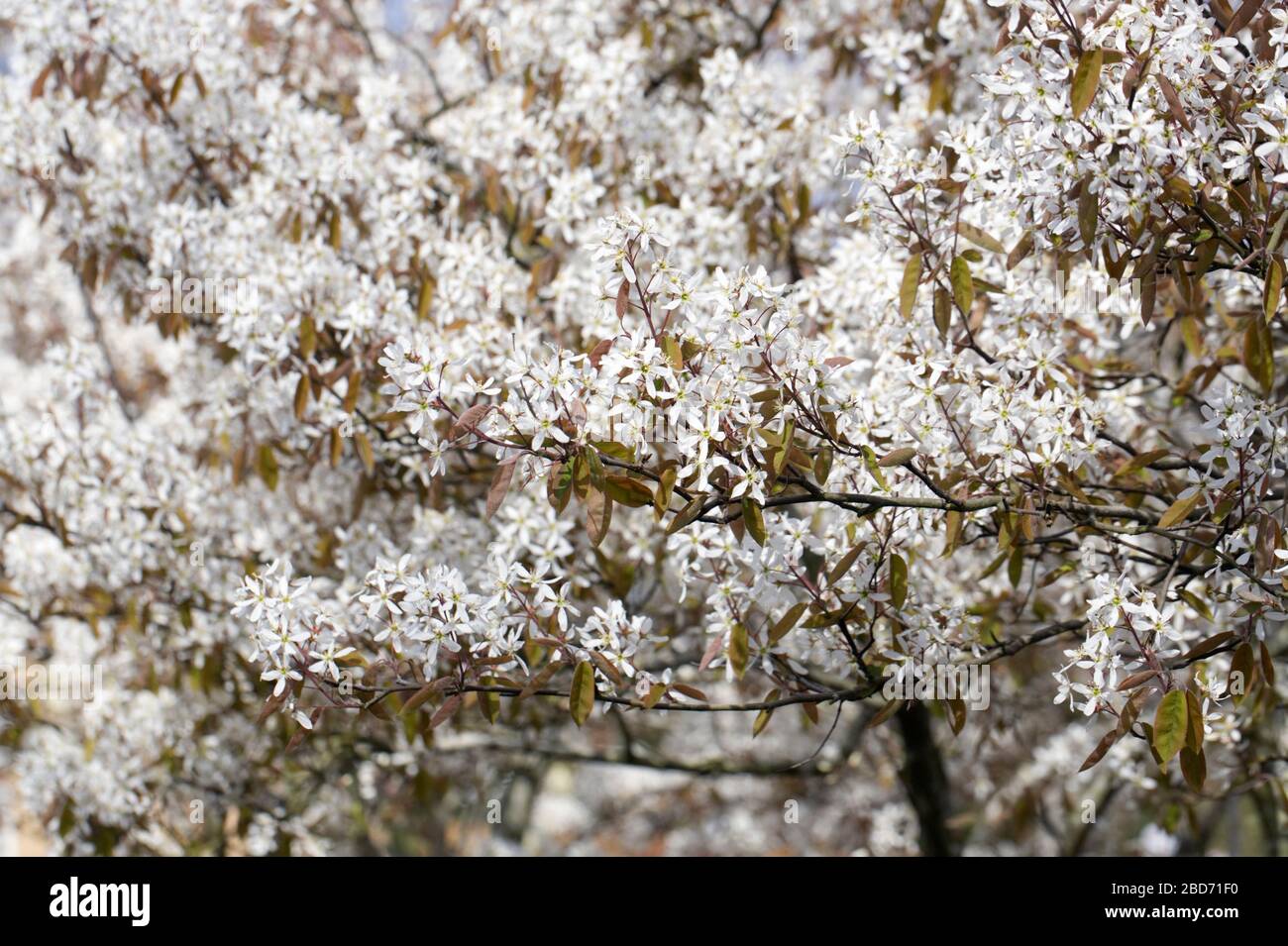 Amelanchier lamarckii tree hi-res stock photography and images - Alamy