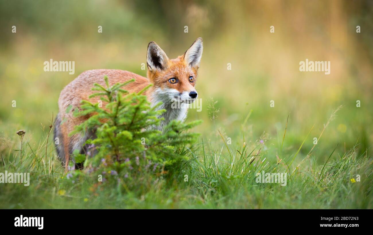 Cute red fox looking up on a vivid meadow in summer nature Stock Photo ...