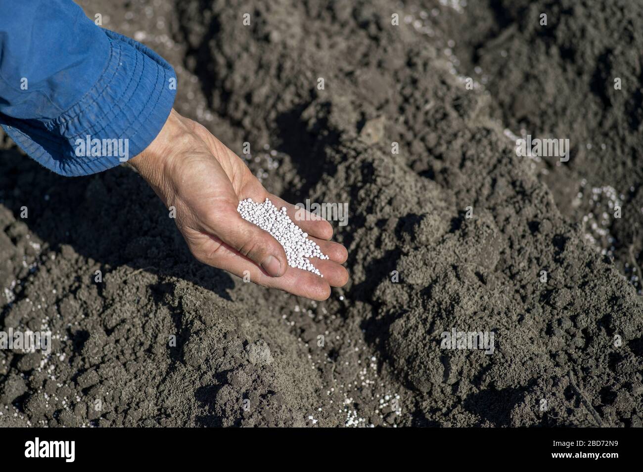 The hand of a woman farmer scatters a handful of white fertilizer ...