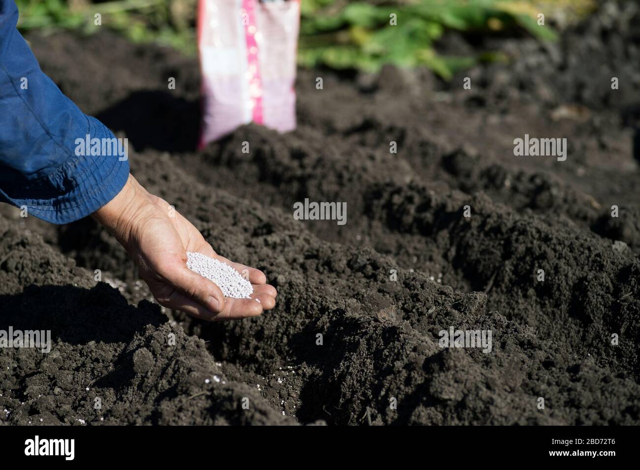 The hand of a woman farmer holds a handful of white fertilizer granules ...
