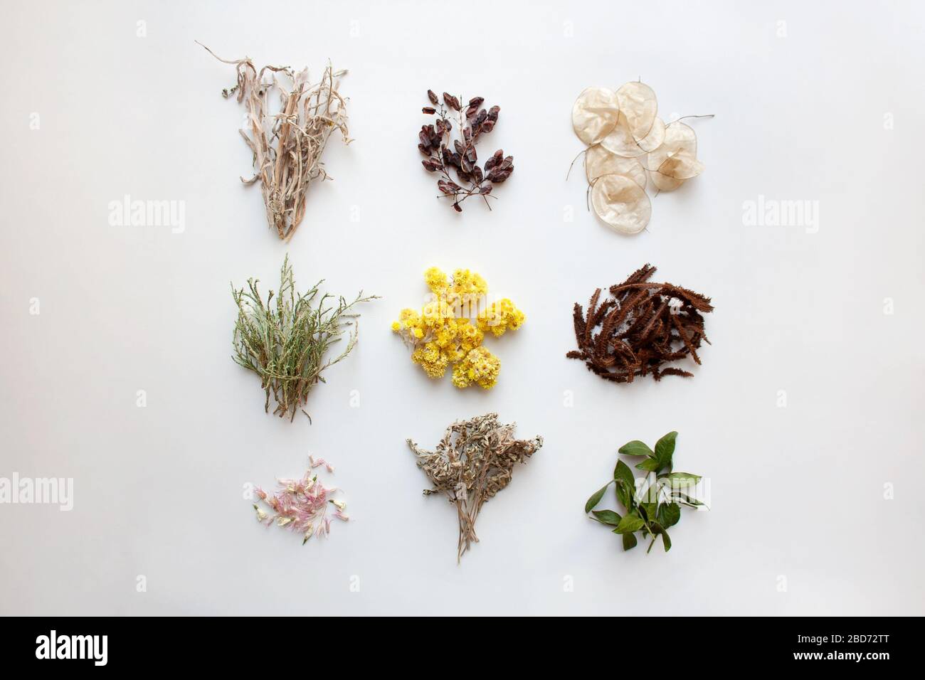 Herbarium specimen hi-res stock photography and images - Alamy