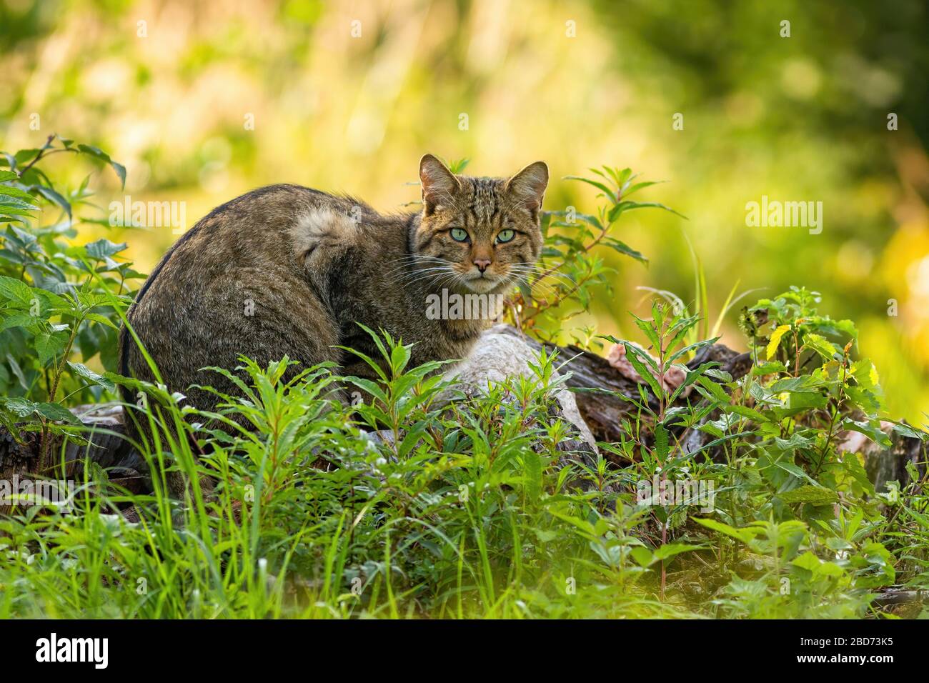 Curious european wild cat hiding in green vegetation in forest Stock ...
