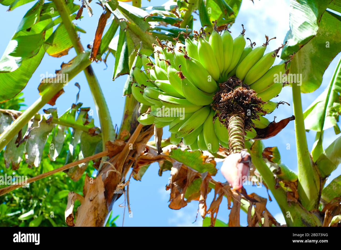 Honduras bananas hi-res stock photography and images - Alamy