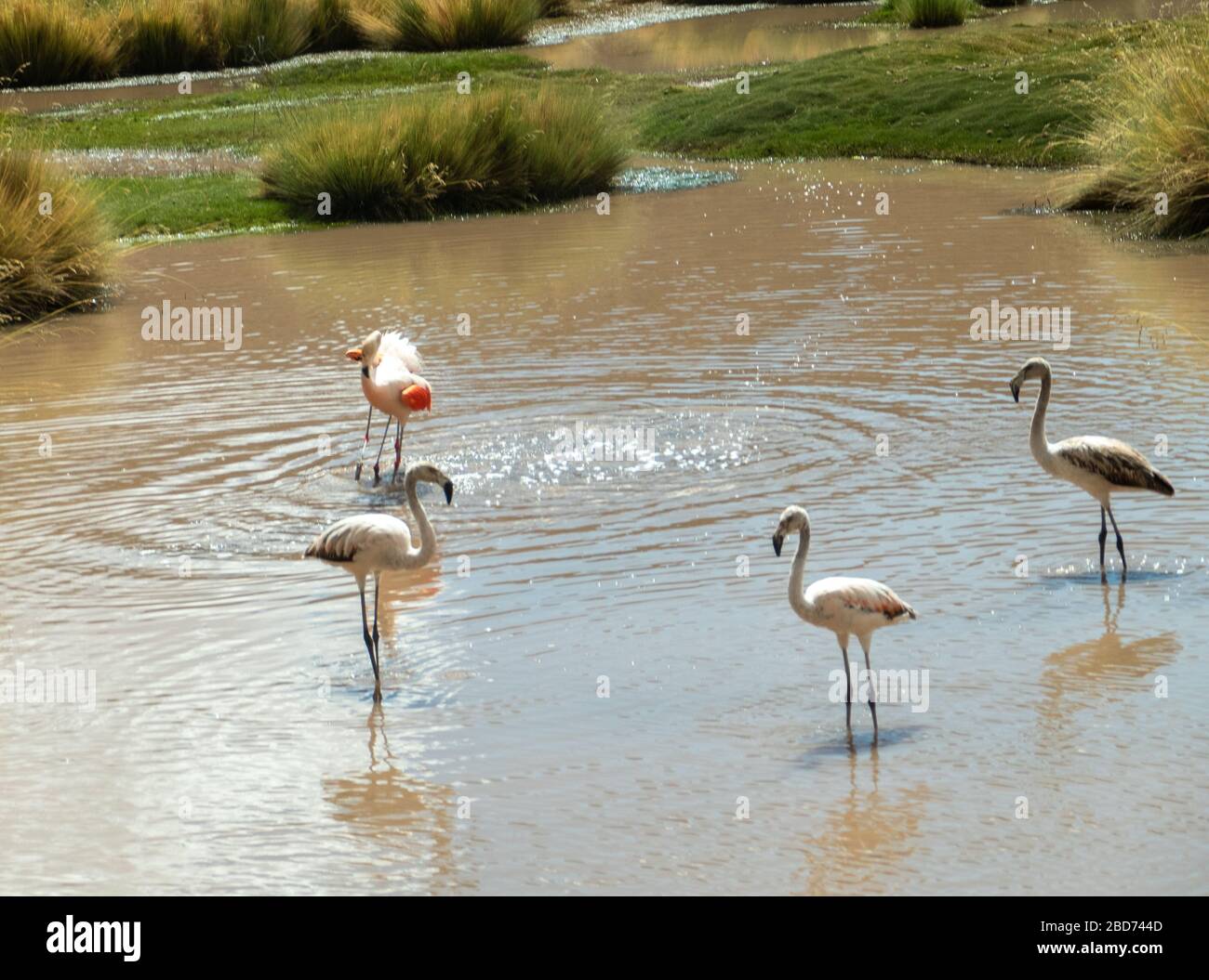 Andean flamingo habitat hi-res stock photography and images - Alamy