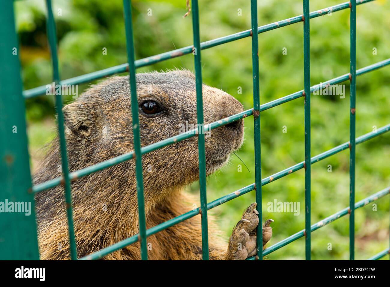 Detail of marmot behind iron bars of enclosed environment Stock Photo ...