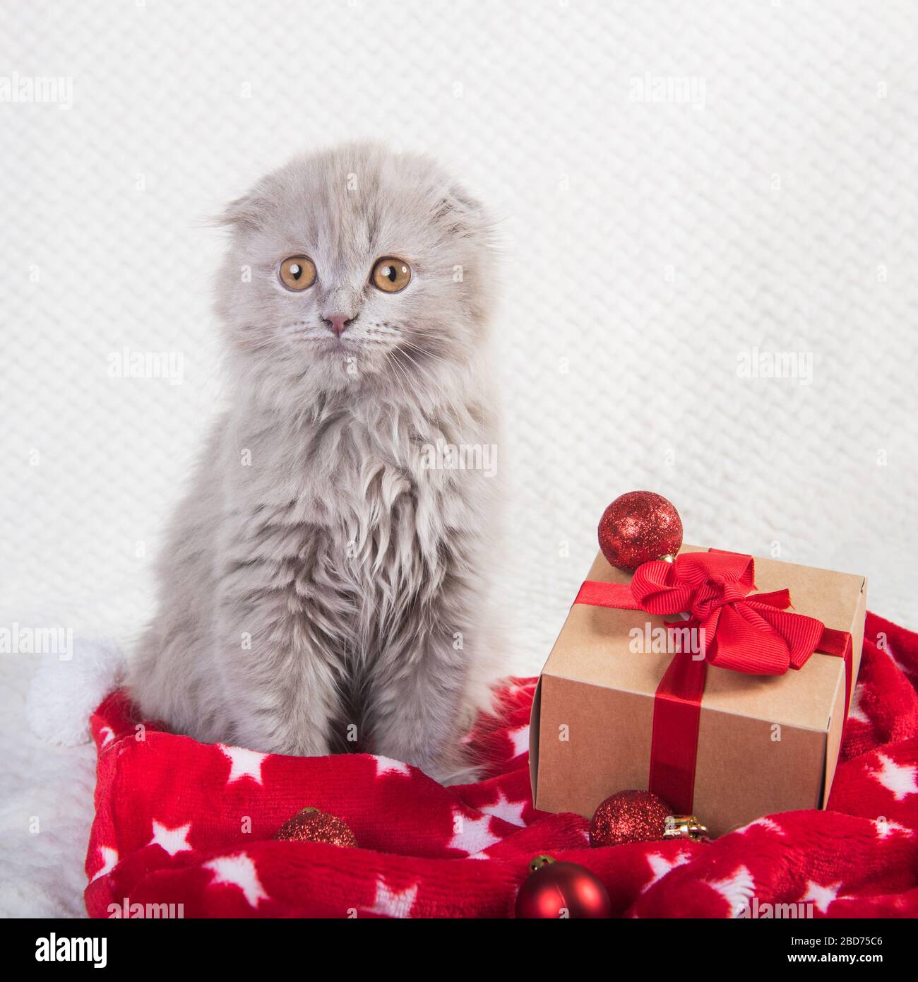 Scottish fold Highland fold cat and gift box Stock Photo - Alamy
