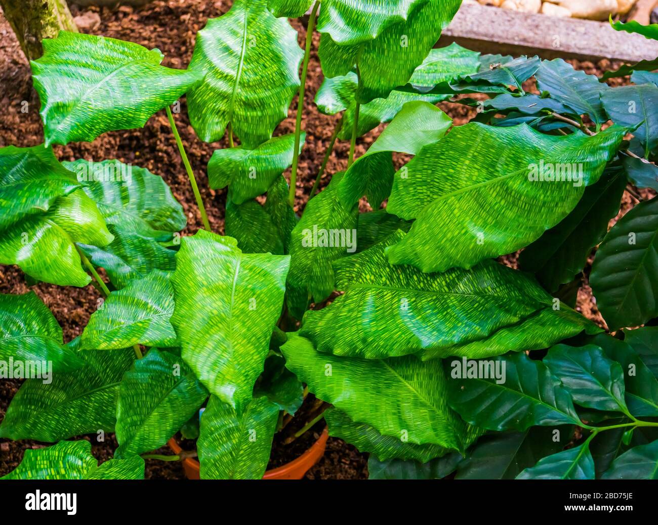 closeup of a potted Calathea musaica, also known as Goeppertia ...