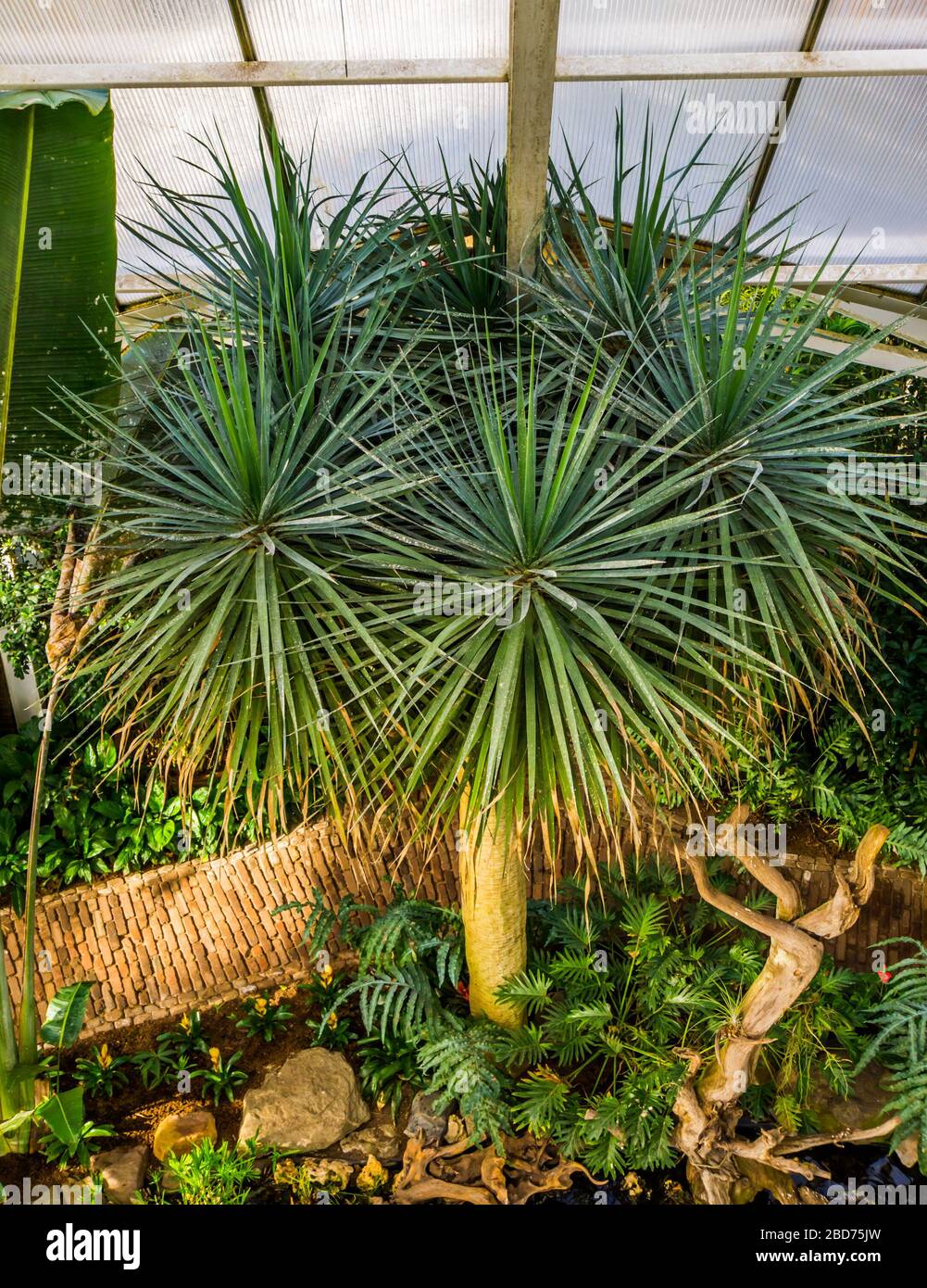 Dragon tree in a tropical garden, popular plant specie with a ...