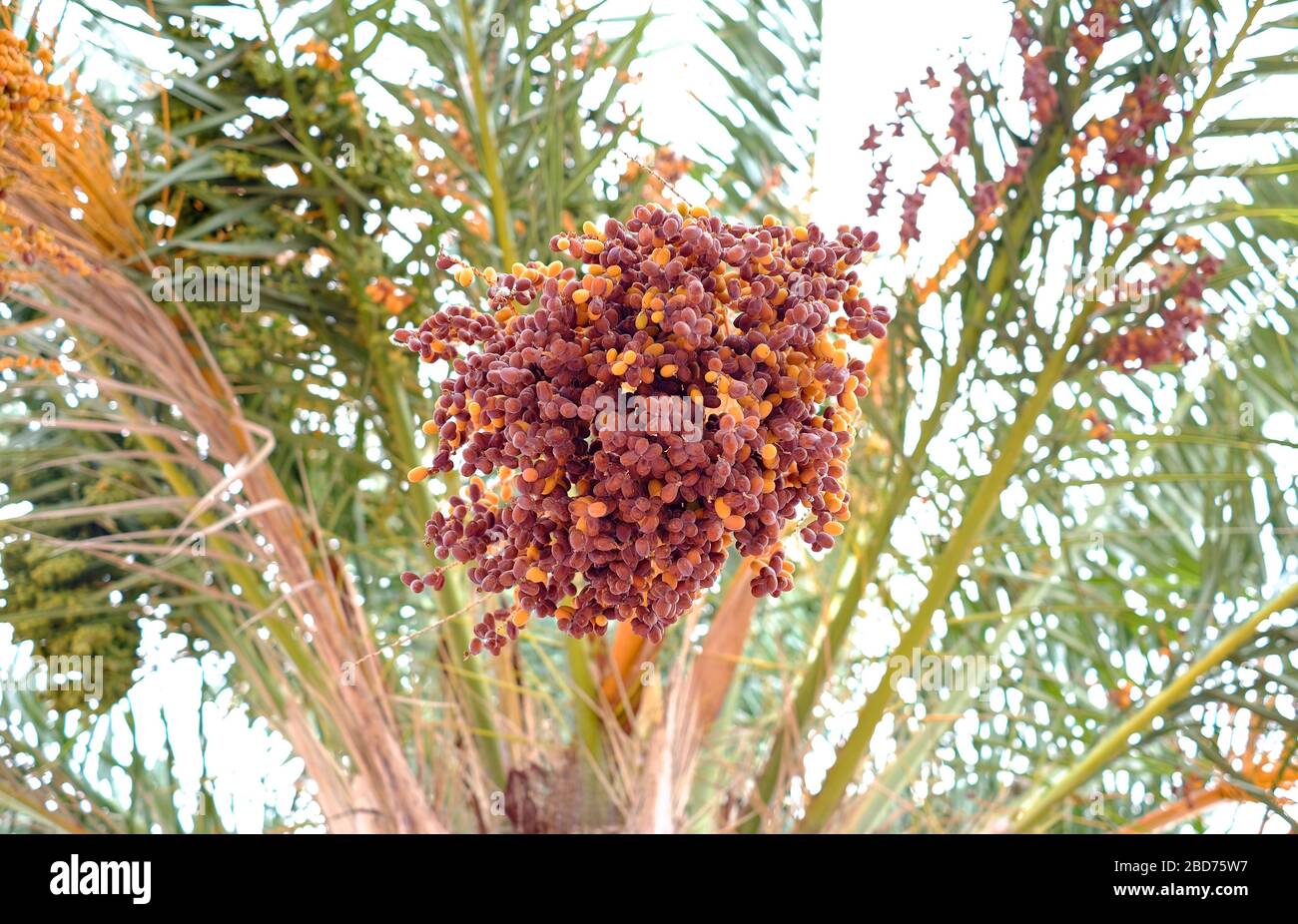 Red dates palm hi-res stock photography and images - Alamy