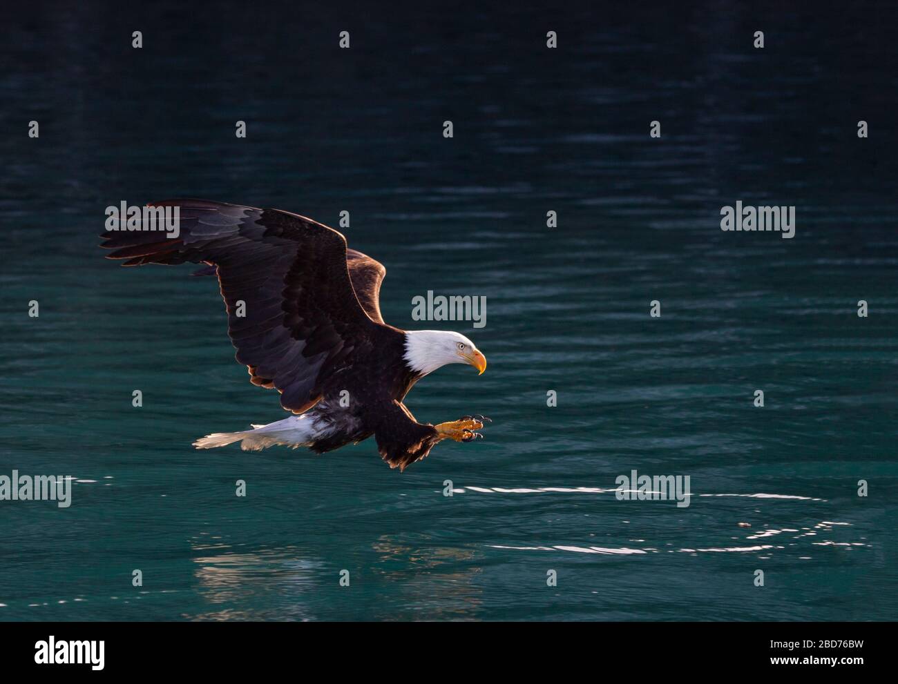 Bald Eagle Adult about to strike backlit Stock Photo - Alamy