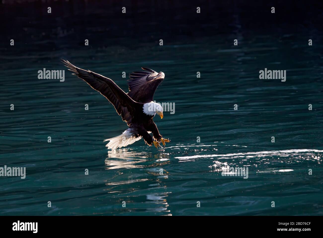 Eagle strike hi-res stock photography and images - Alamy