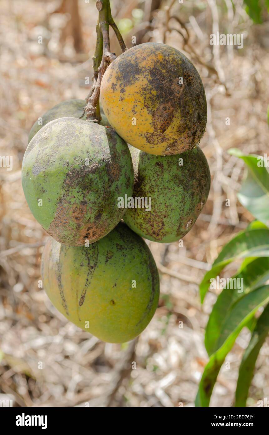 Common mango tree mangifera indica hi-res stock photography and images ...