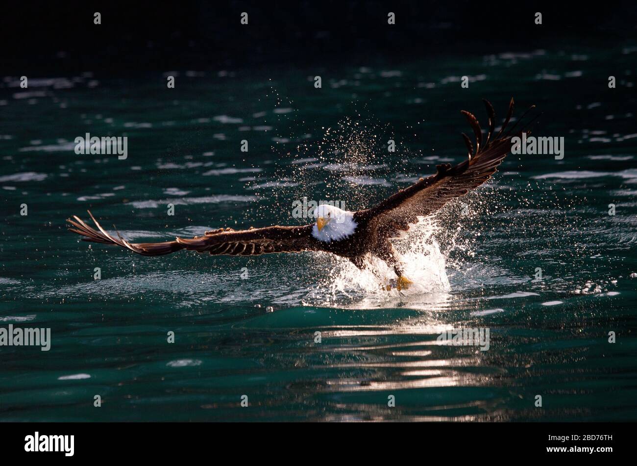 Bald eagle adult fish in talons big splash backlit hi-res stock ...