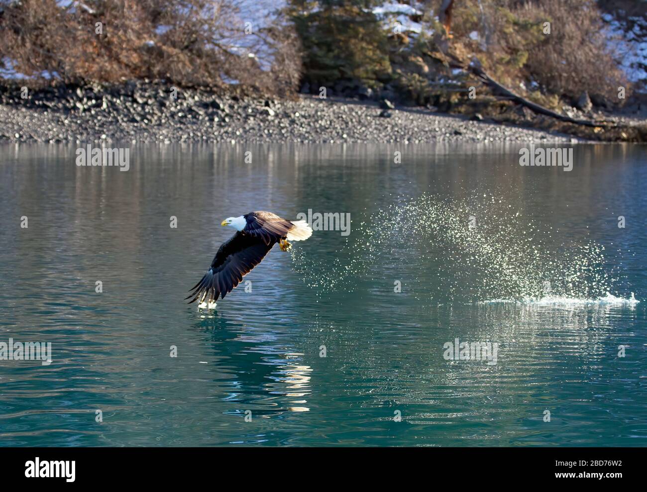 Bald eagle backlit hi-res stock photography and images - Alamy