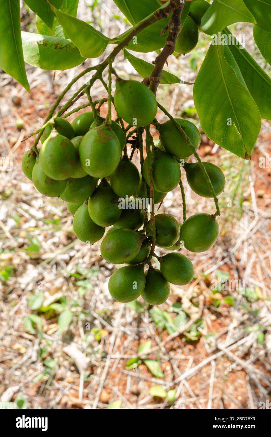 Guinep trees hi-res stock photography and images - Alamy
