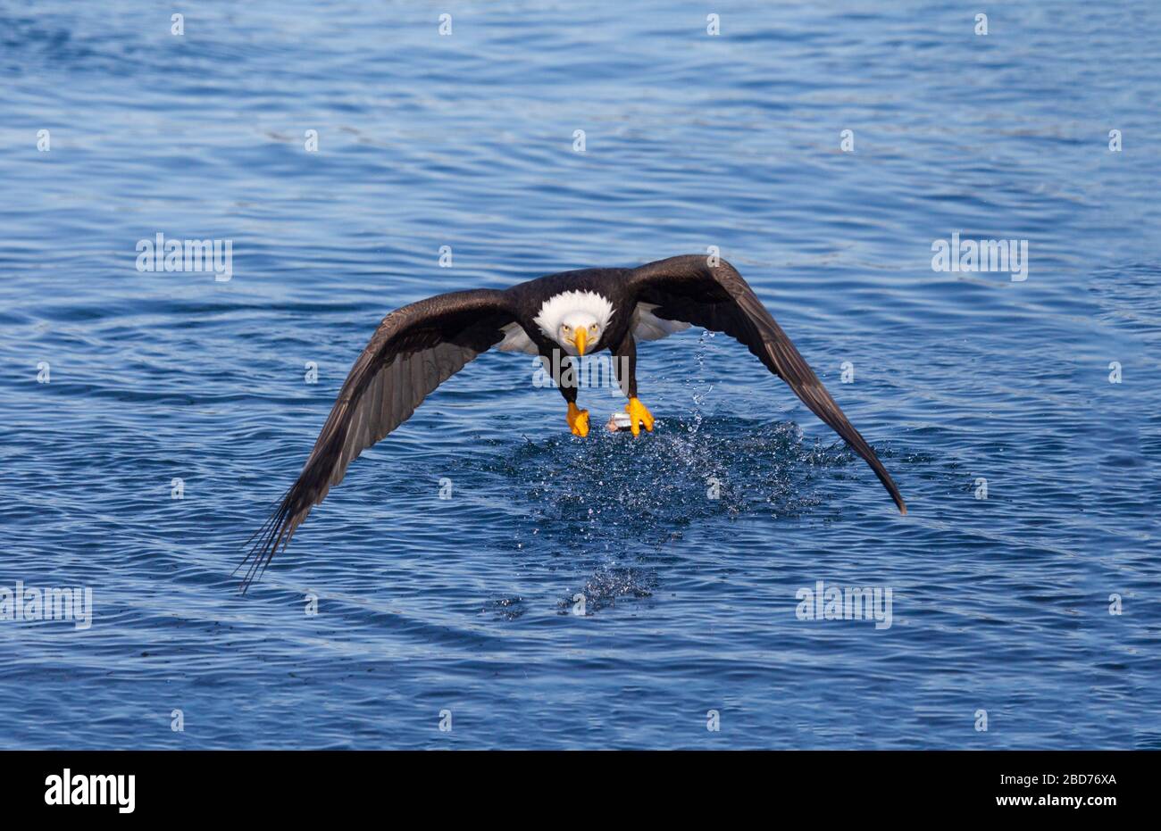 Flying eagle with fish in talons hi-res stock photography and images ...