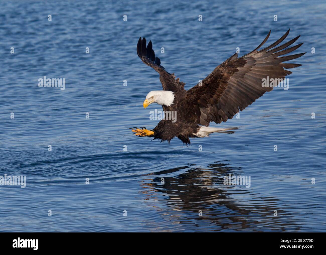 Talons extended hi-res stock photography and images - Alamy