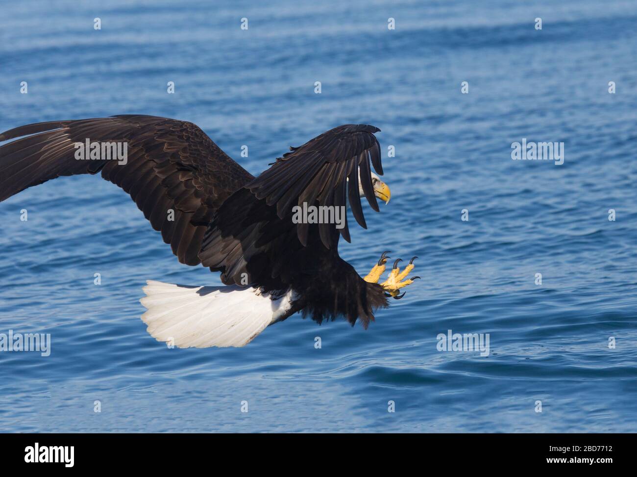 Bald Eagle Adult flying in for strike talons extended Stock Photo - Alamy