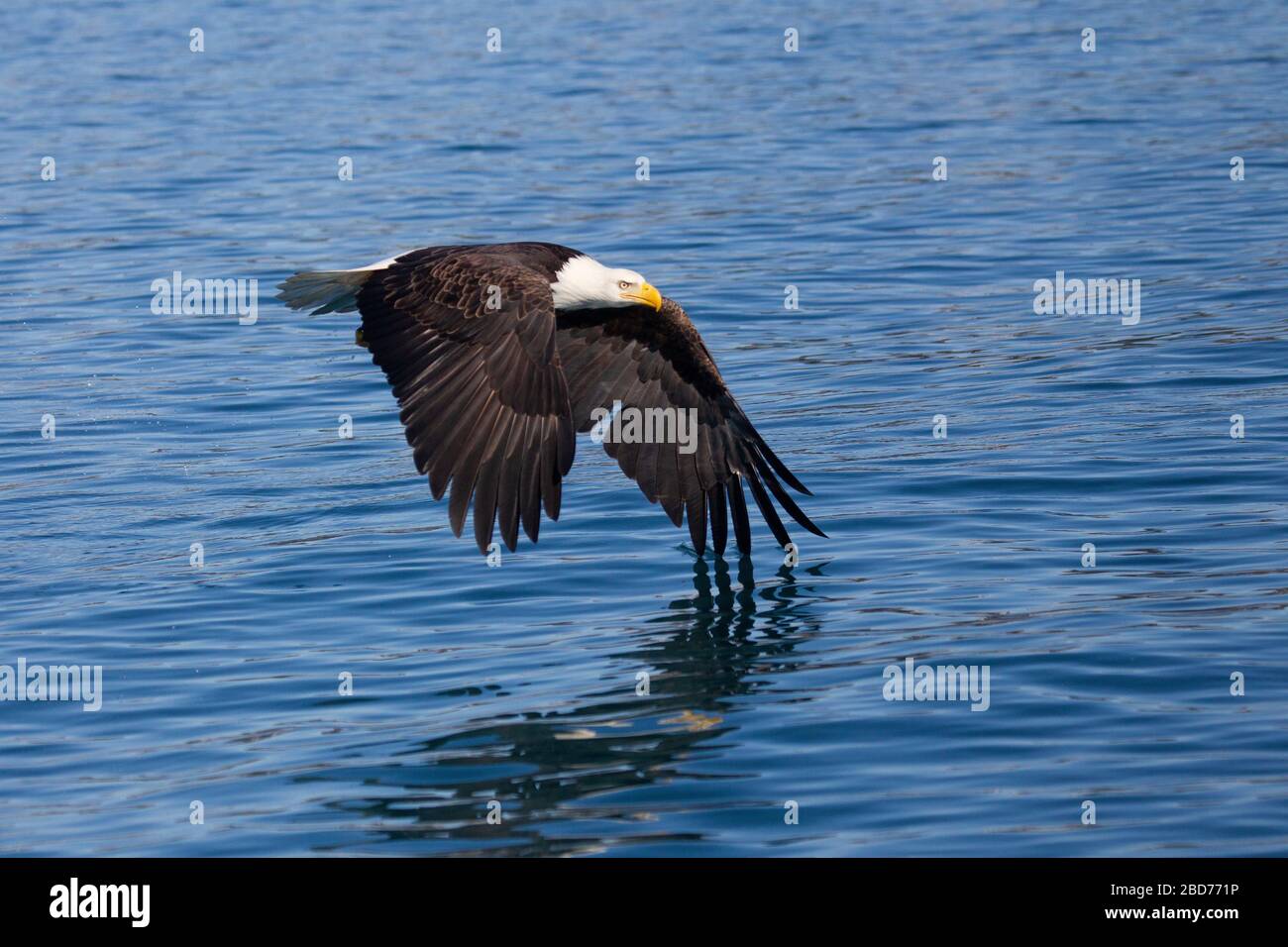 Bald eagle adult flying low over ocean wing tips touching hi-res stock ...