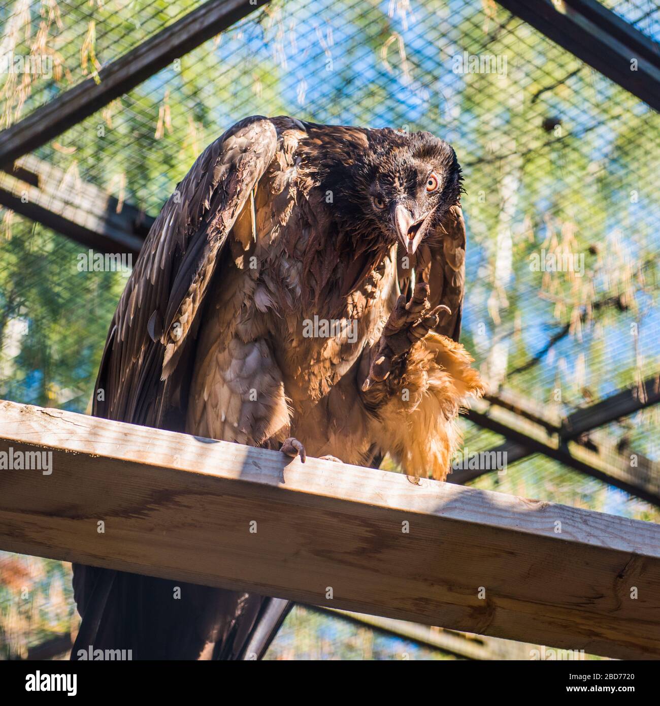 Vulture bird in zoo on blurred nature background Stock Photo - Alamy