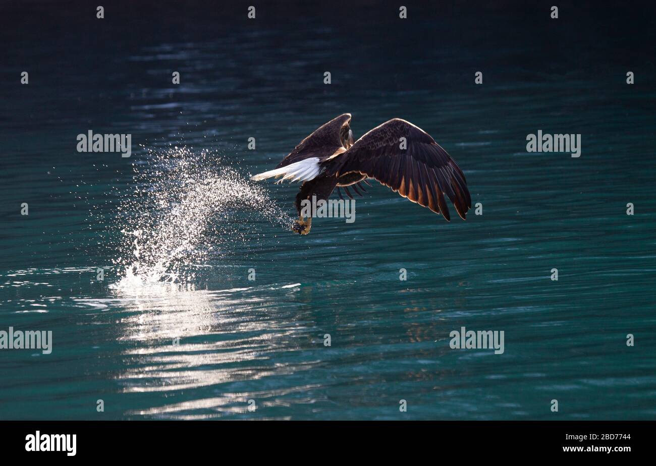 Bald Eagle Adult flying with trailing backsplash backlit Stock Photo ...