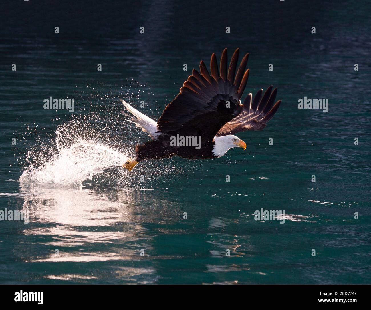 Bald eagle backlit hi-res stock photography and images - Alamy