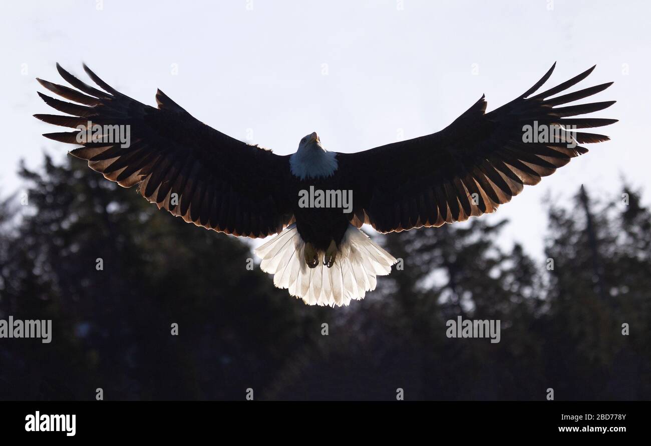 Wings frame hi-res stock photography and images - Alamy