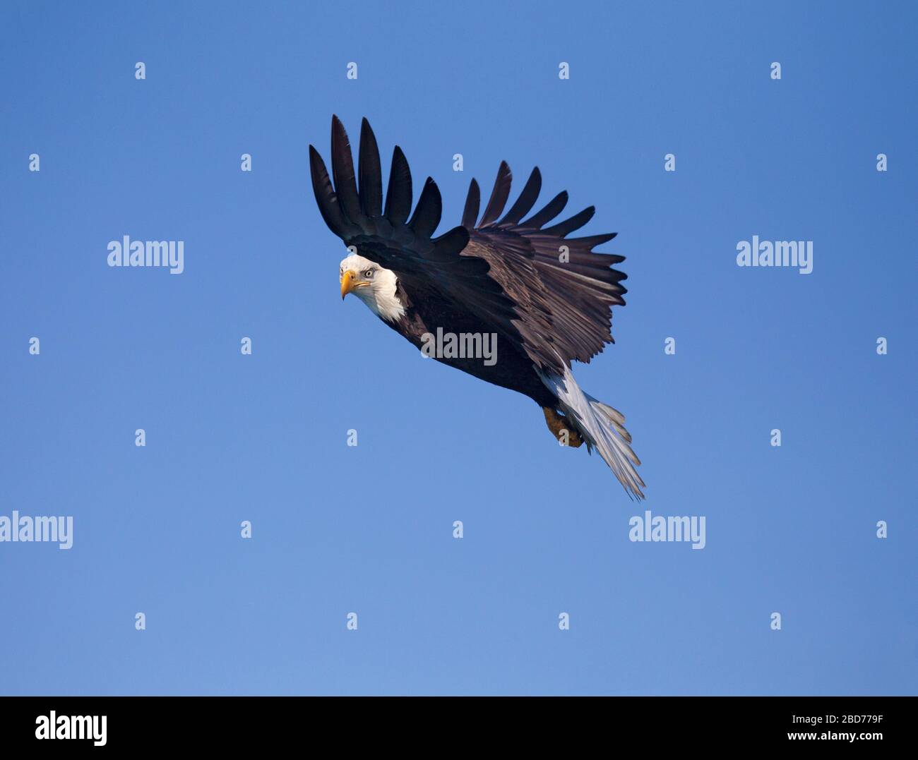 Bird Wings Behind High Resolution Stock Photography and Images - Alamy