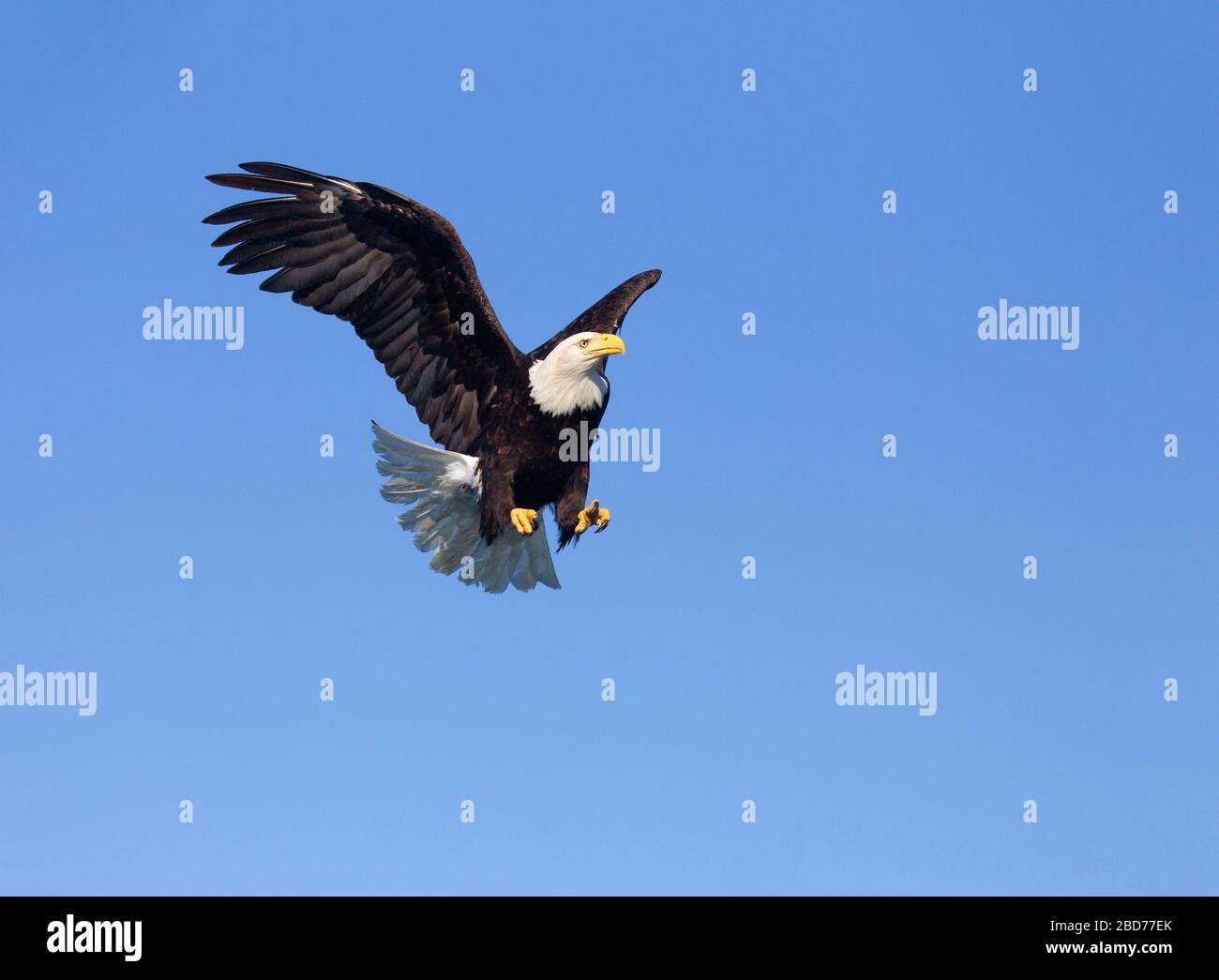 Bald Eagle Adult Hovering wings and tail spread Stock Photo - Alamy