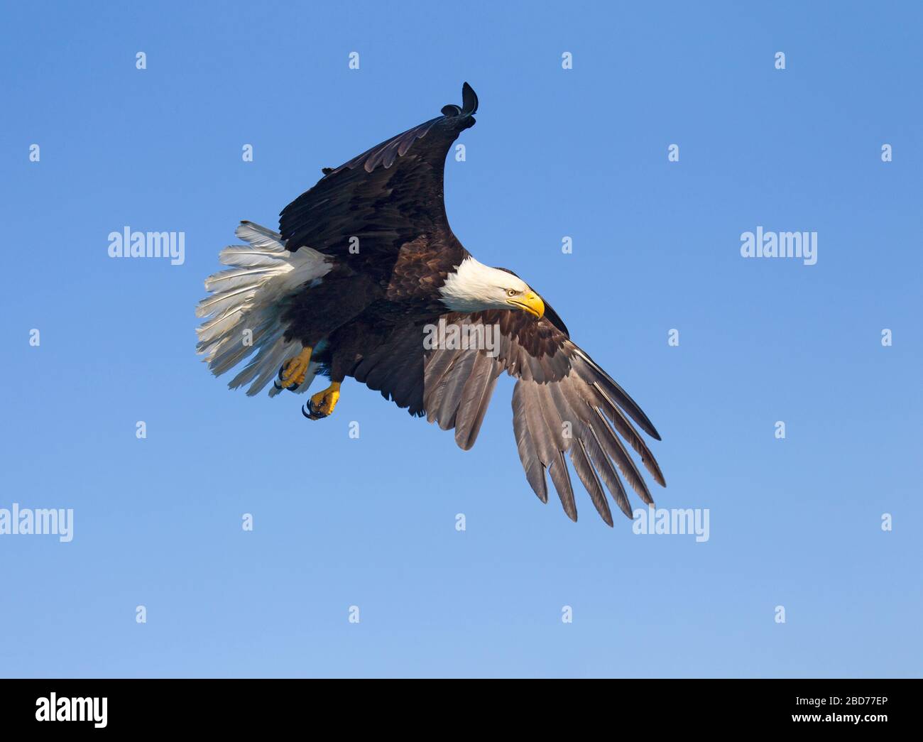 Eagle With Wings Spread High Resolution Stock Photography and Images ...