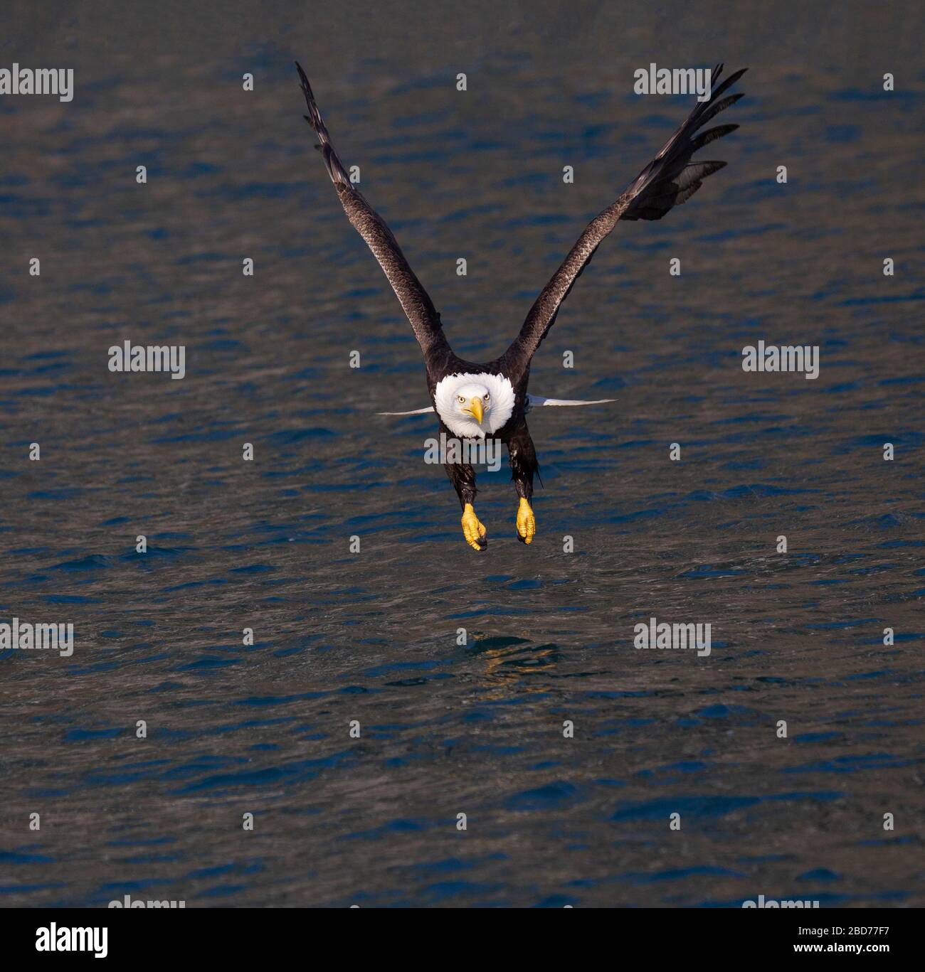 Legs camera hi-res stock photography and images - Alamy