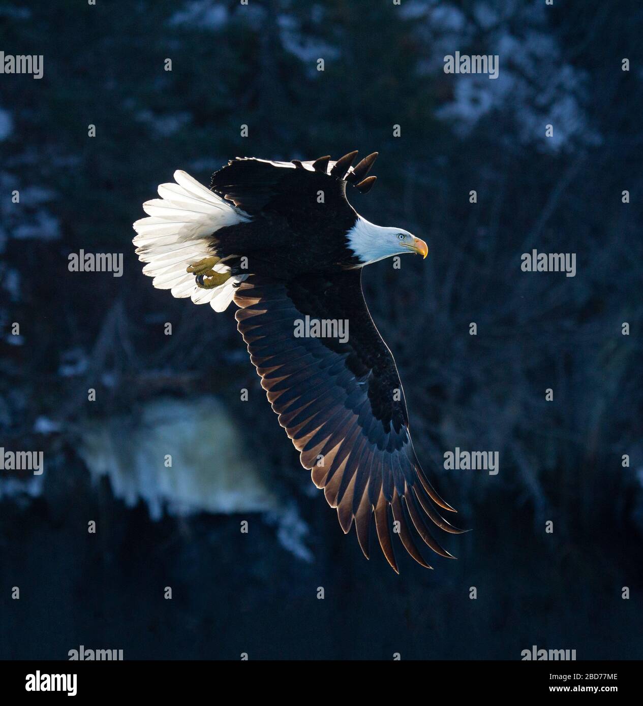 Tail flared hi-res stock photography and images - Alamy