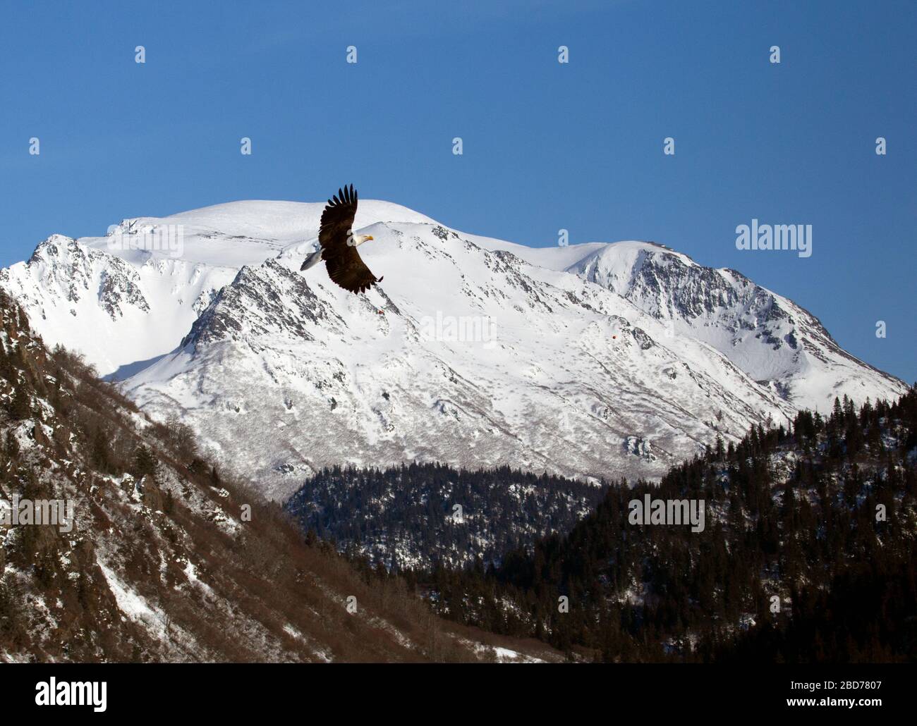 Flying eagle mountain hi-res stock photography and images - Alamy