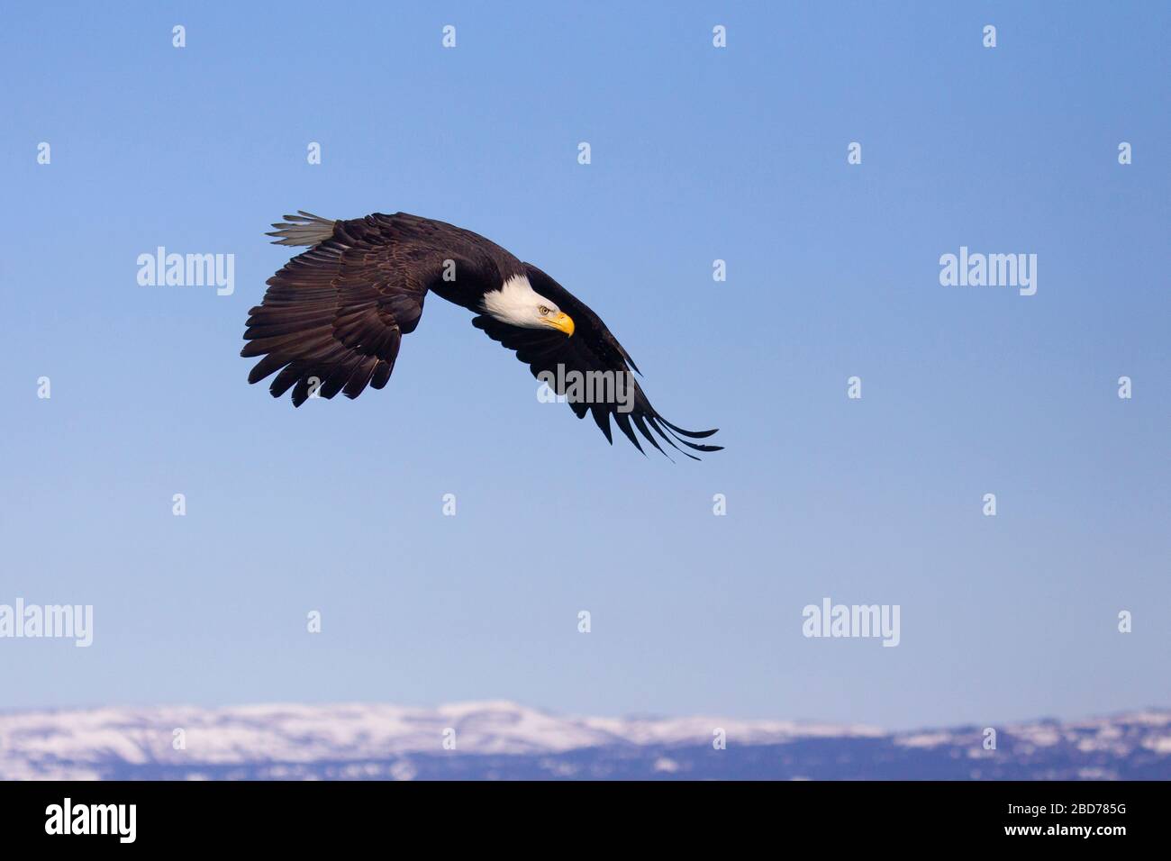 Bald Eagle Adult Swooping Down Stock Photo - Alamy