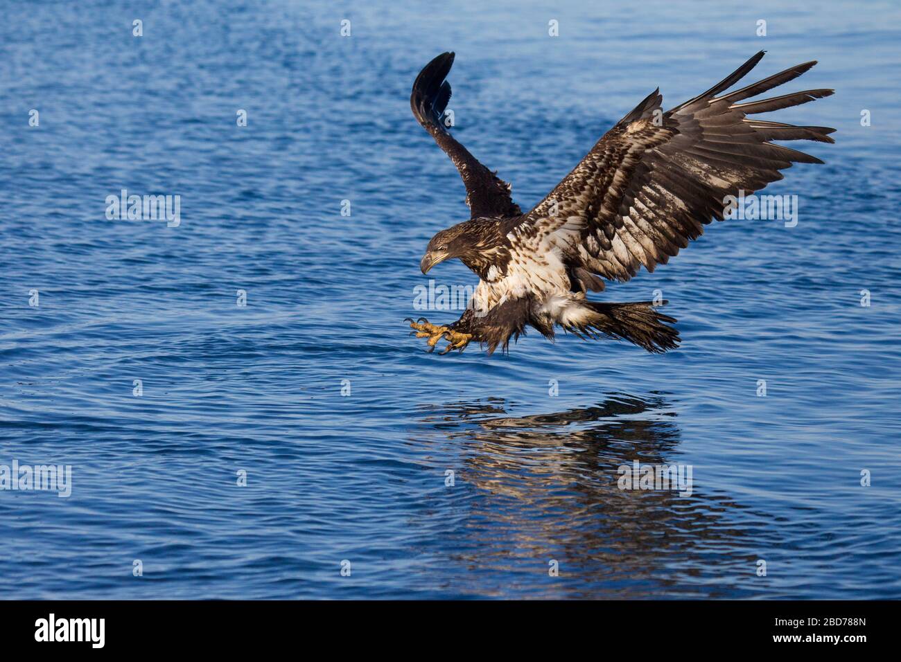 Fast flying bird hi-res stock photography and images - Alamy