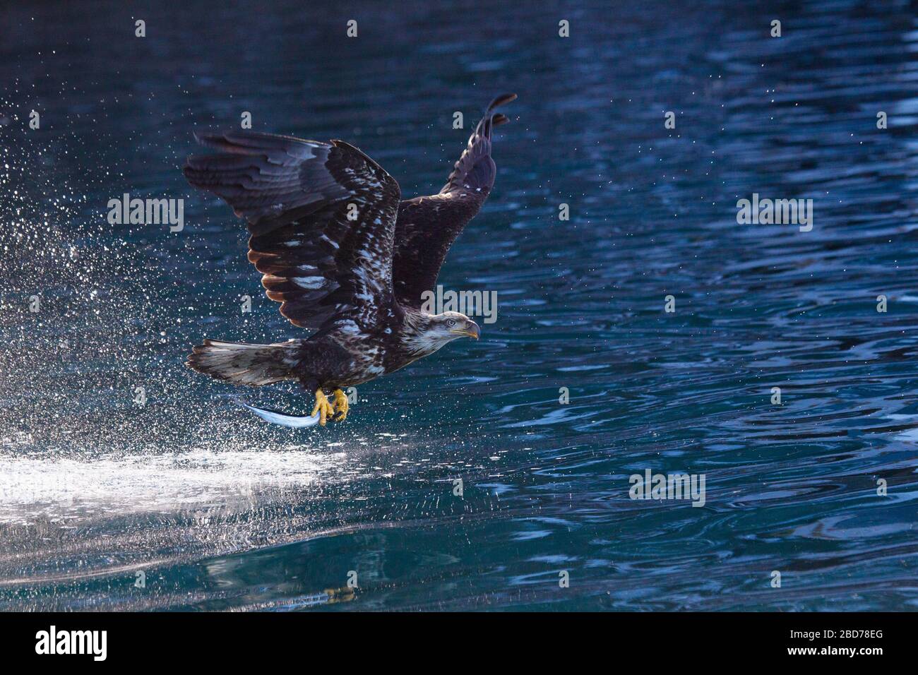 Bald eagle juvenile flying with fish in talons hi-res stock photography ...