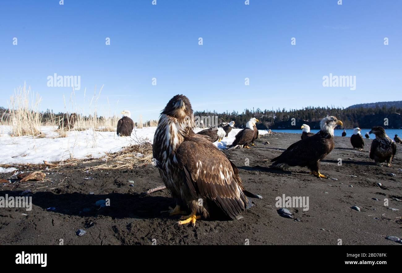 Bald Eagle Juvenile on Ground Looking up low perspective Stock Photo ... Bald Eagle Juvenile on Ground Looking up low perspective Stock Photo ...