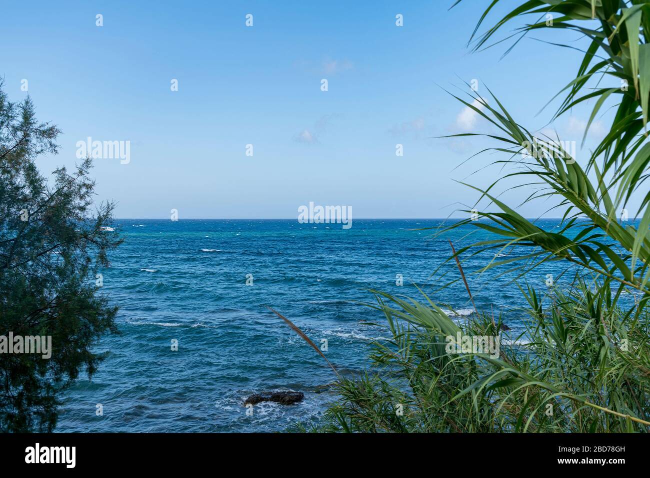 Wind through reed hi-res stock photography and images - Alamy