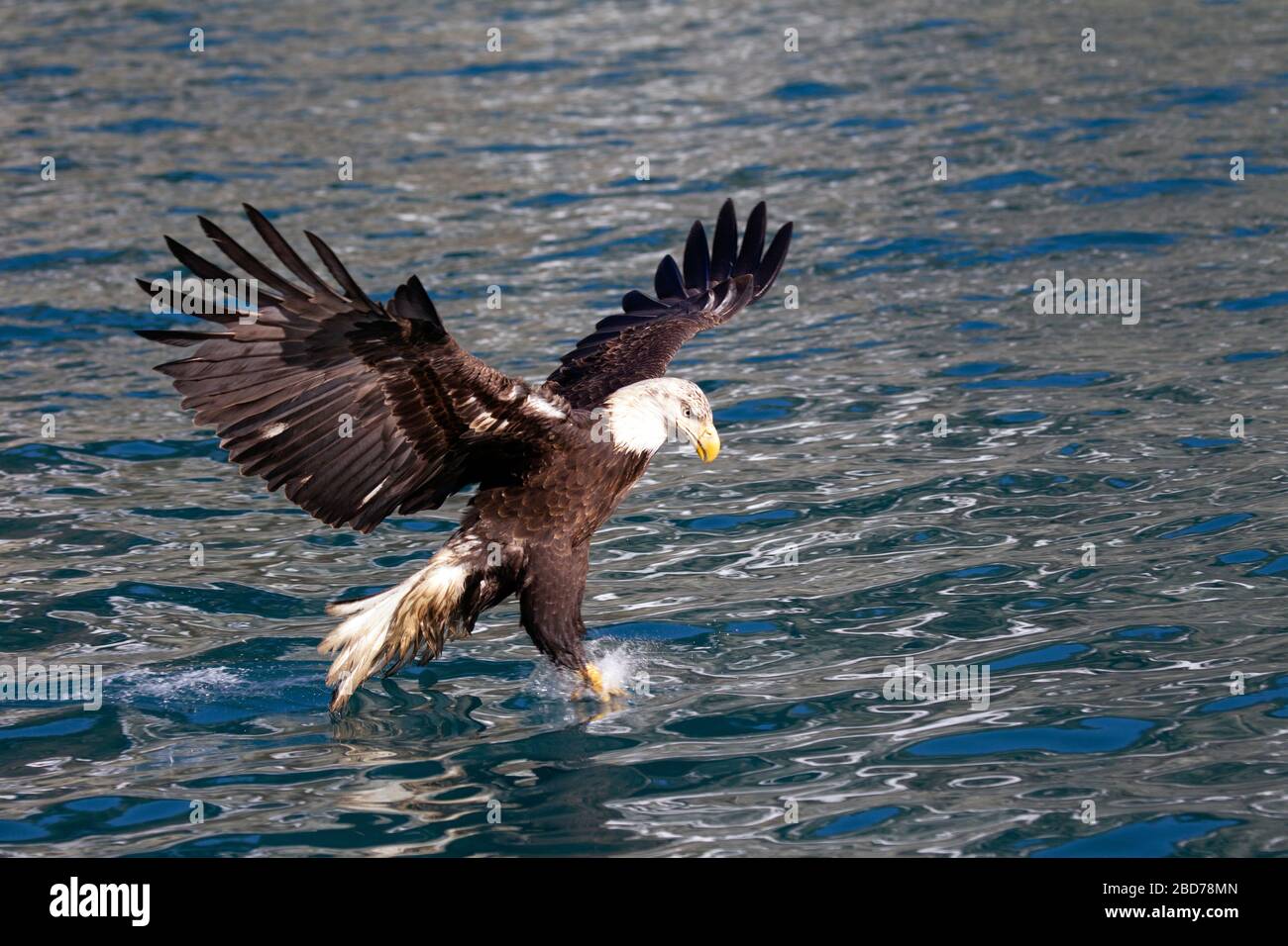 Striking at prey in water hi-res stock photography and images - Alamy