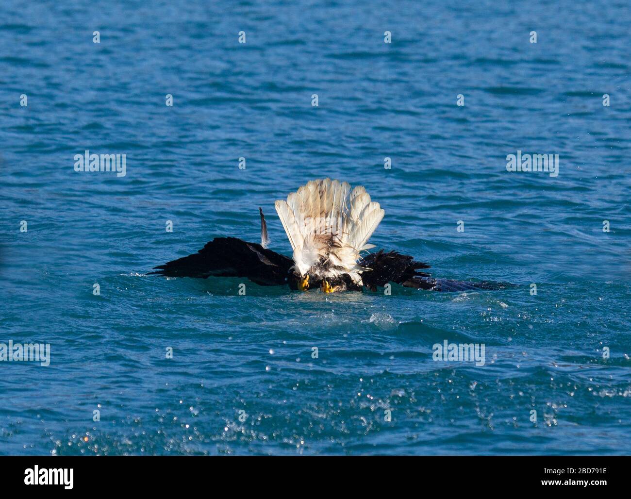 Bald eagle ocean hi-res stock photography and images - Alamy