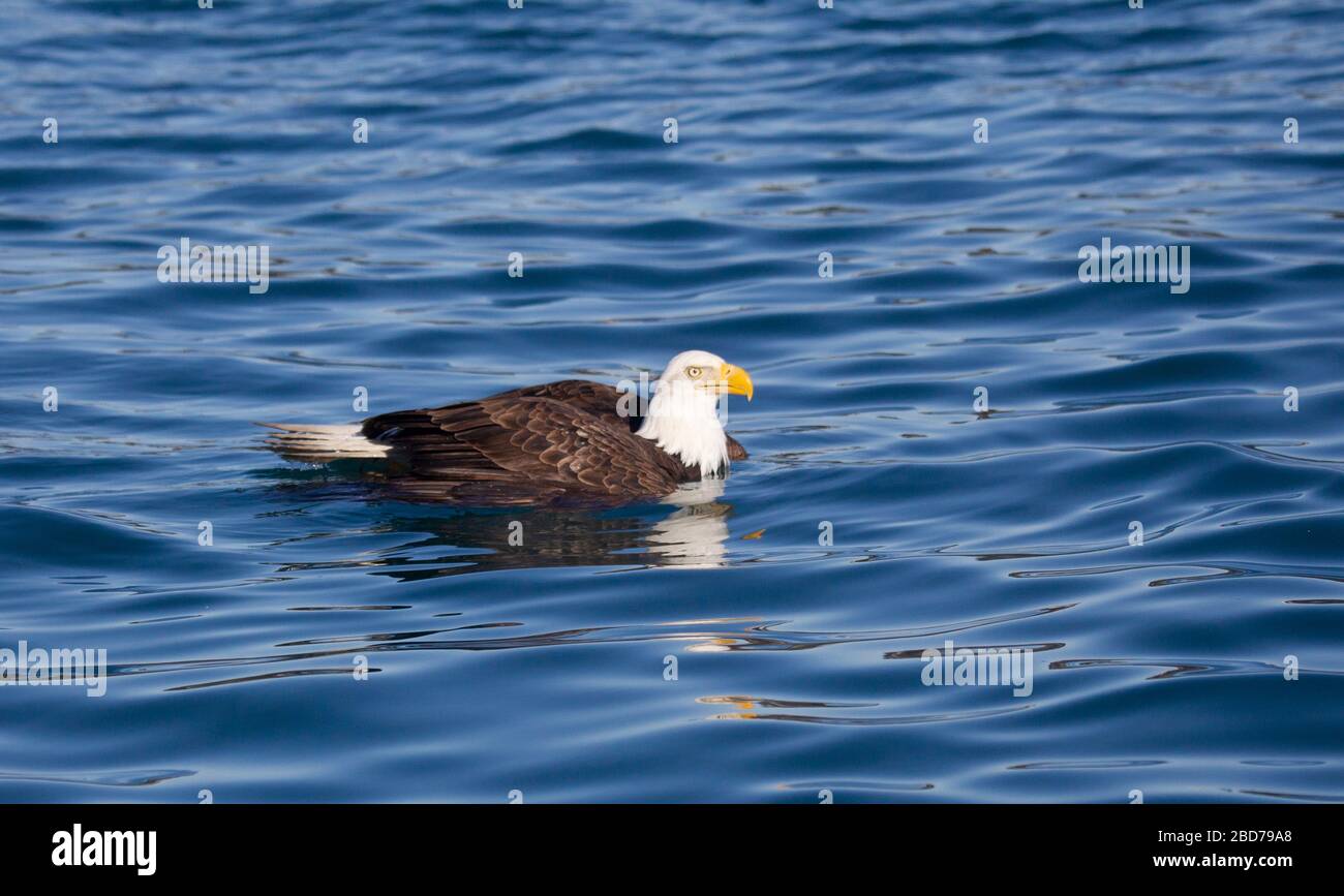 Floating eagle hi-res stock photography and images - Alamy