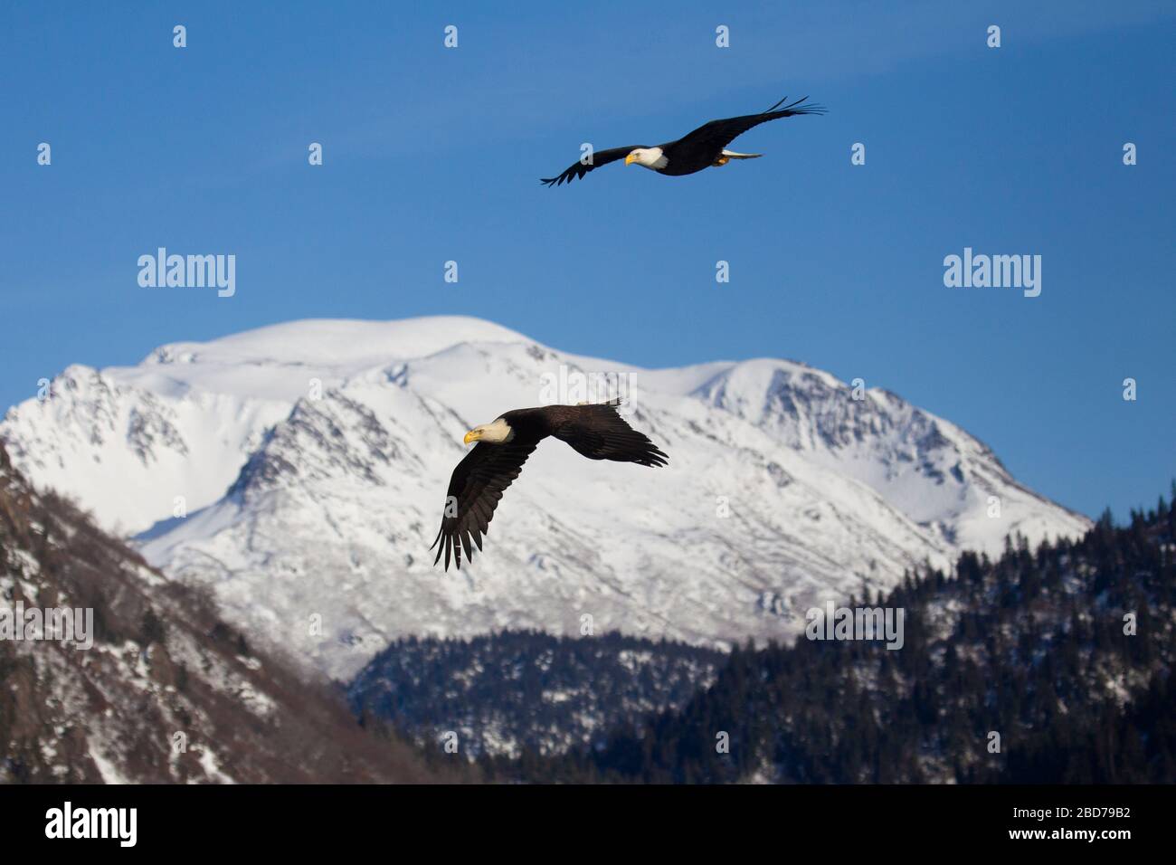 Eagle Flying Over Mountains